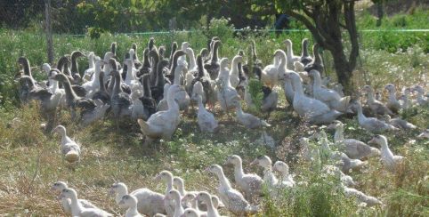 Noël à la ferme // Les volailles du Chesnot // Longuefuye | Kidiklik